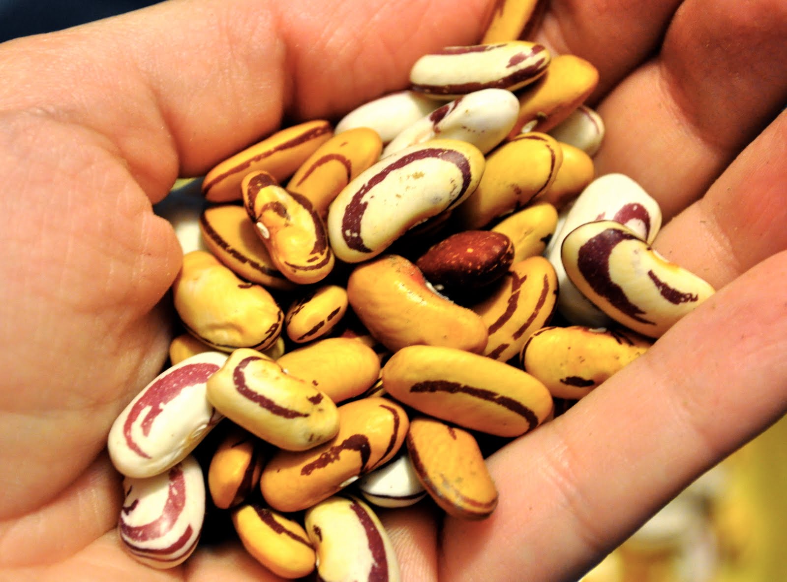 Dinner from the Farm: Tiger Eye Beans, A Lesson Learned