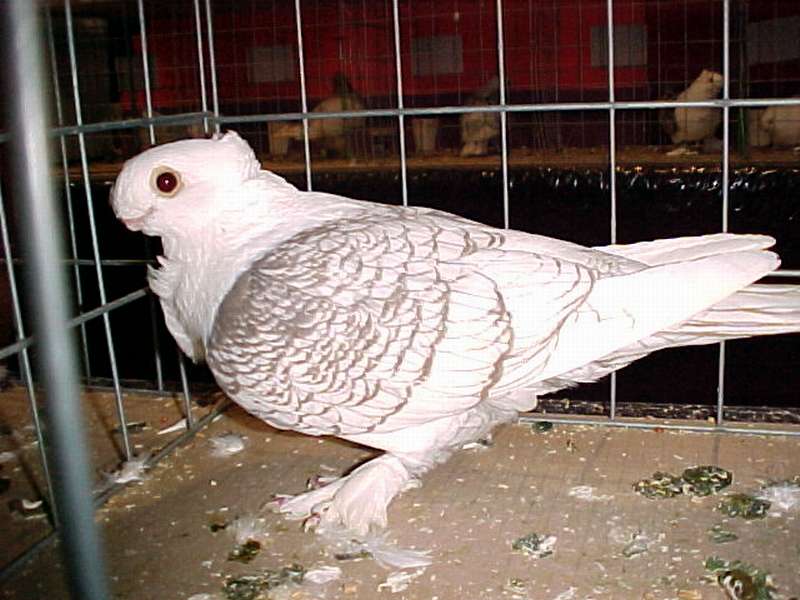 only 4 satinettes lover