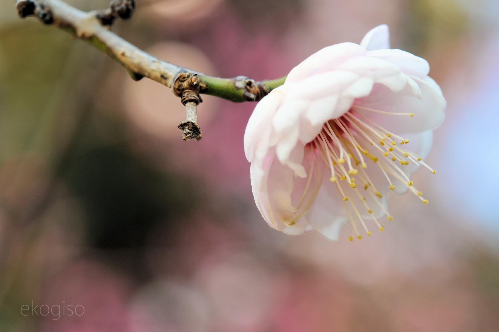 Foto Caminhos: Festival da flor de umê - japanese plum - 梅 まつり