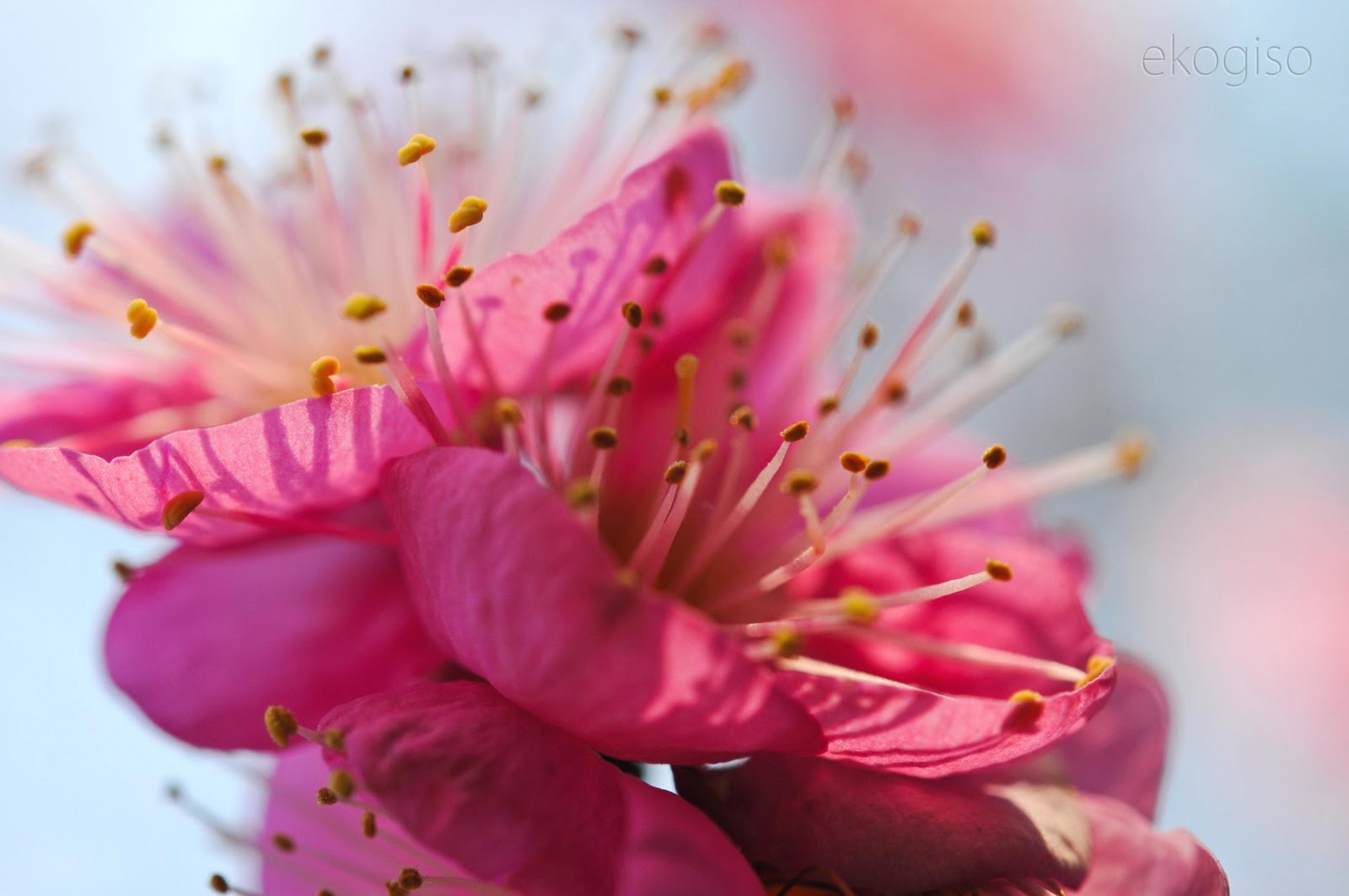 Foto Caminhos: Festival da flor de umê - japanese plum - 梅 まつり
