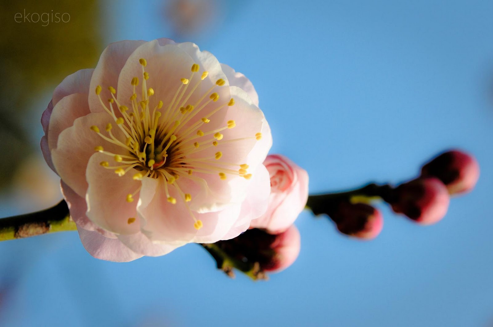 Foto Caminhos: Festival da flor de umê - japanese plum - 梅 まつり