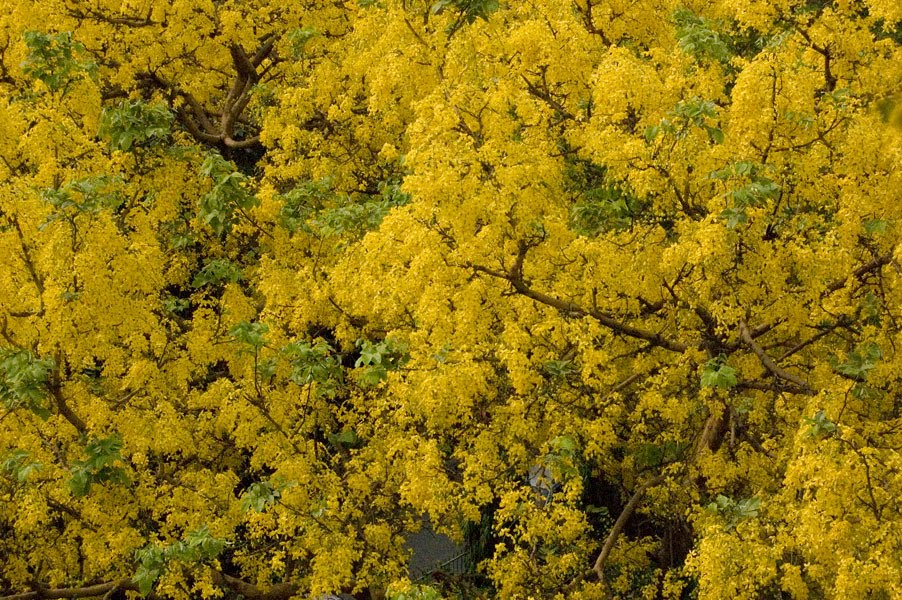 A Treehouse: Amaltash