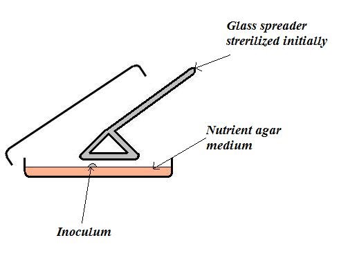 Principle Microbiology: Spread plate method