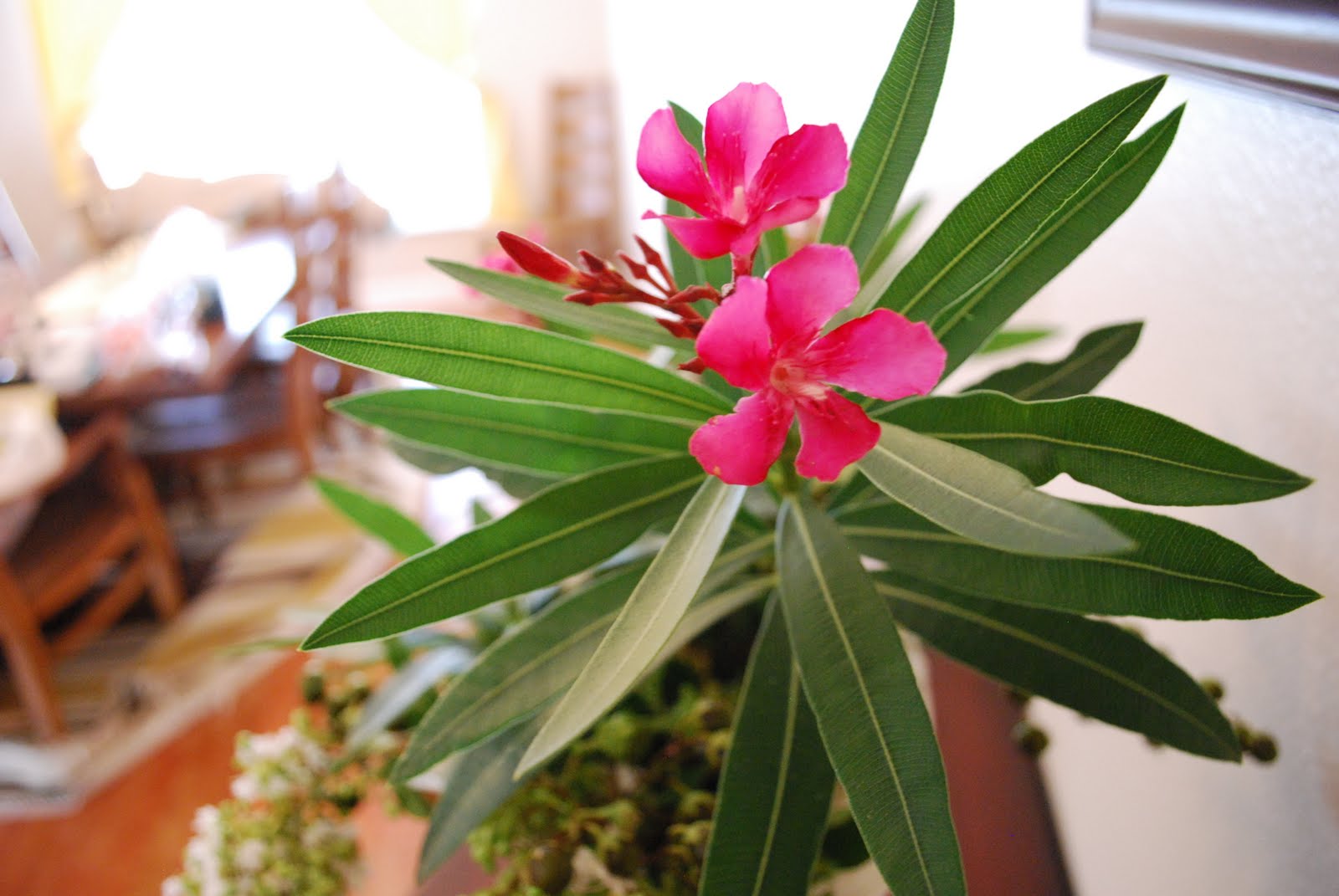 Kara's Korner: Flower Power : Welcoming Guests