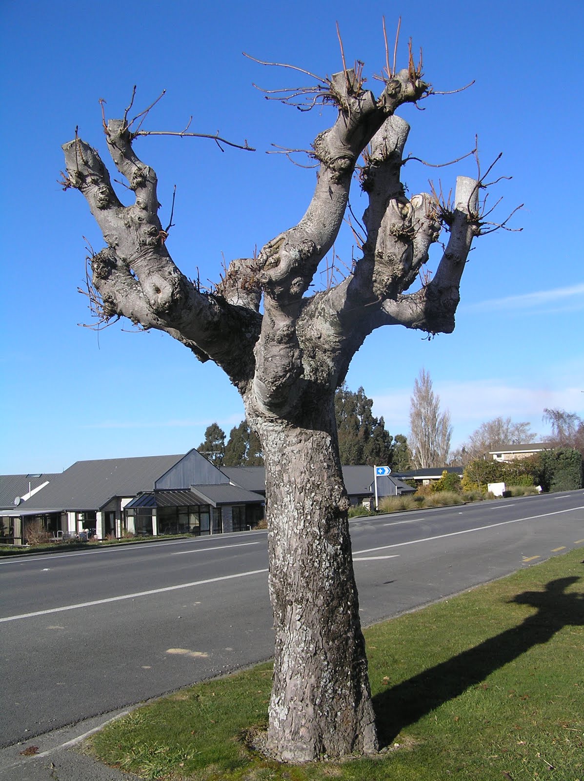 robertguyton: Don't pollard that tree my friend...