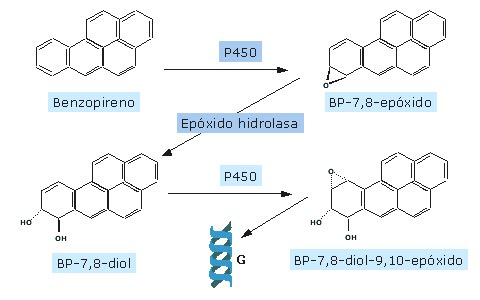 Alimentos e Nutrição - processamento e alterações. Produtos de glicação ...