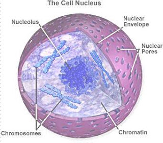 Human Body: Nucleus