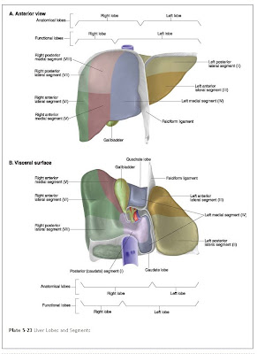 Medical Textbook in The Net: Liver Anatomy