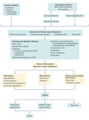 Medical Textbook in The Net: Shock Approach