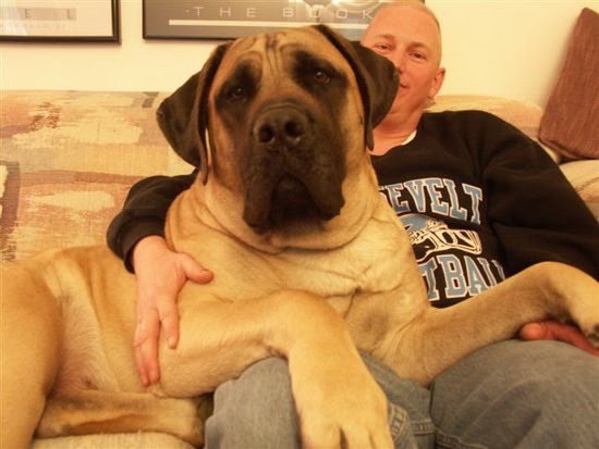 all the world animals: World's Largest Dog - Zorba the English Mastiff