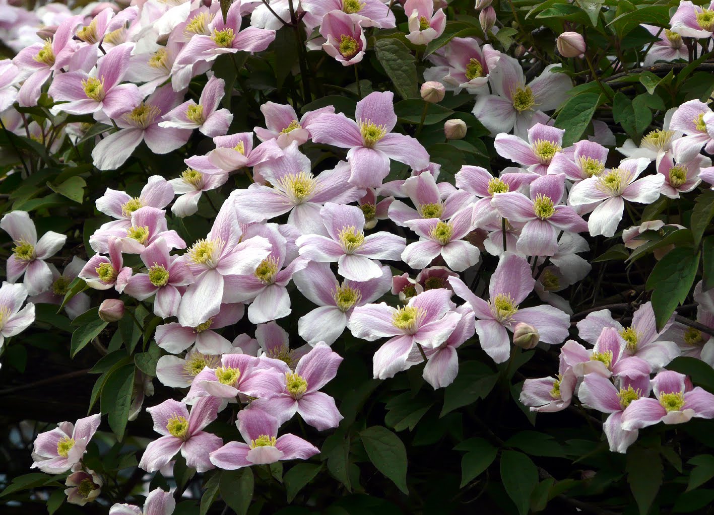 Jeden Tag ein Foto: Clematis montana Rubens