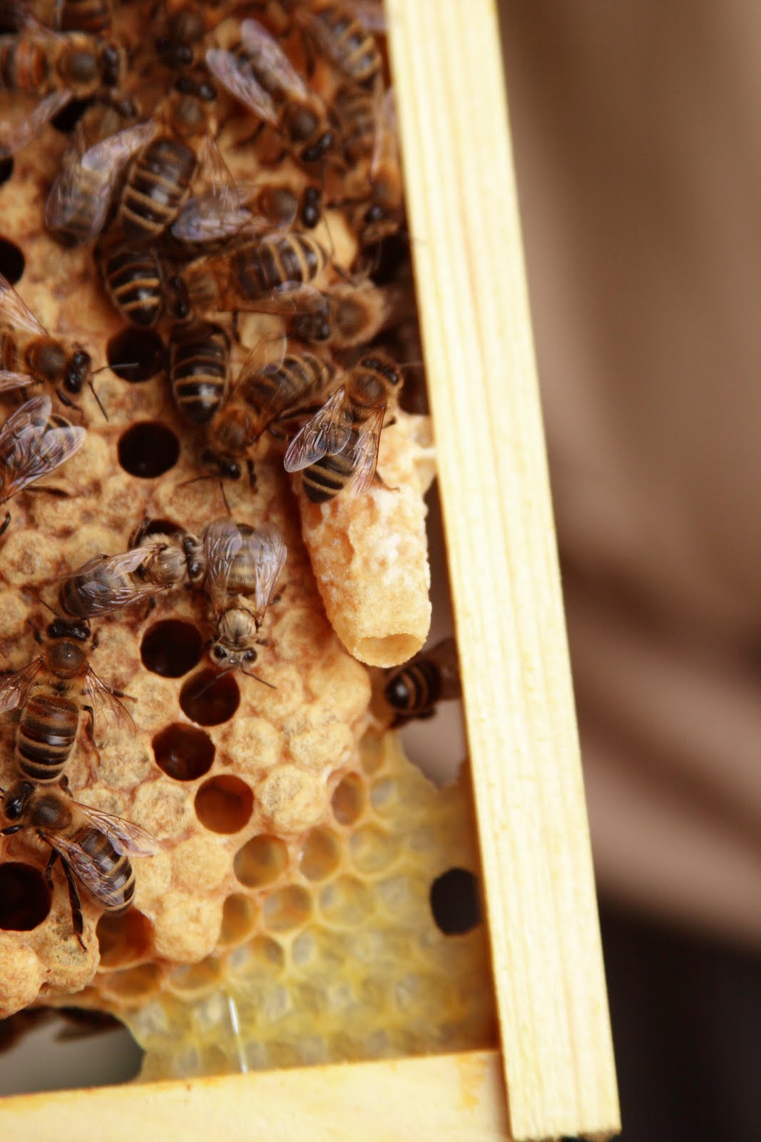 The Dobby's Pumpkin Patch - An Allotment and Beekeeping Blog ...