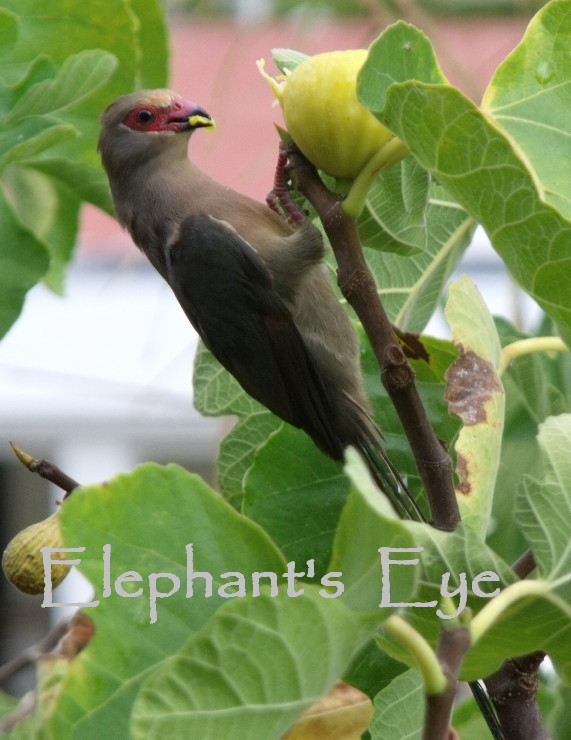 Elephant's Eye: Mousebirds