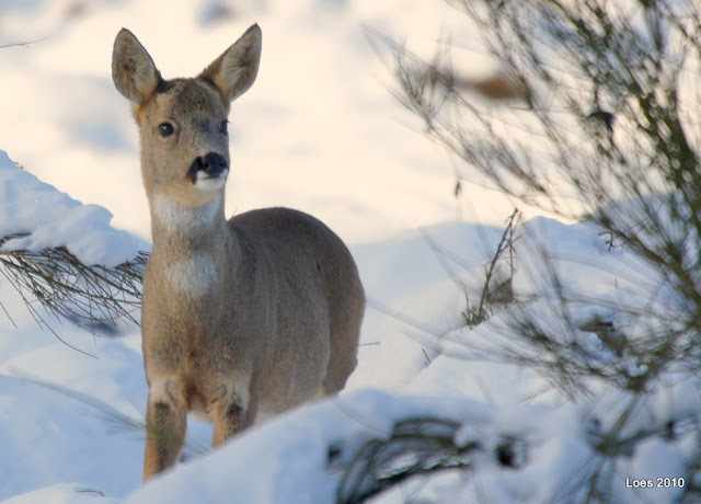 Oefening baart kunst? De uitdaging: Ree op het kerstmenu