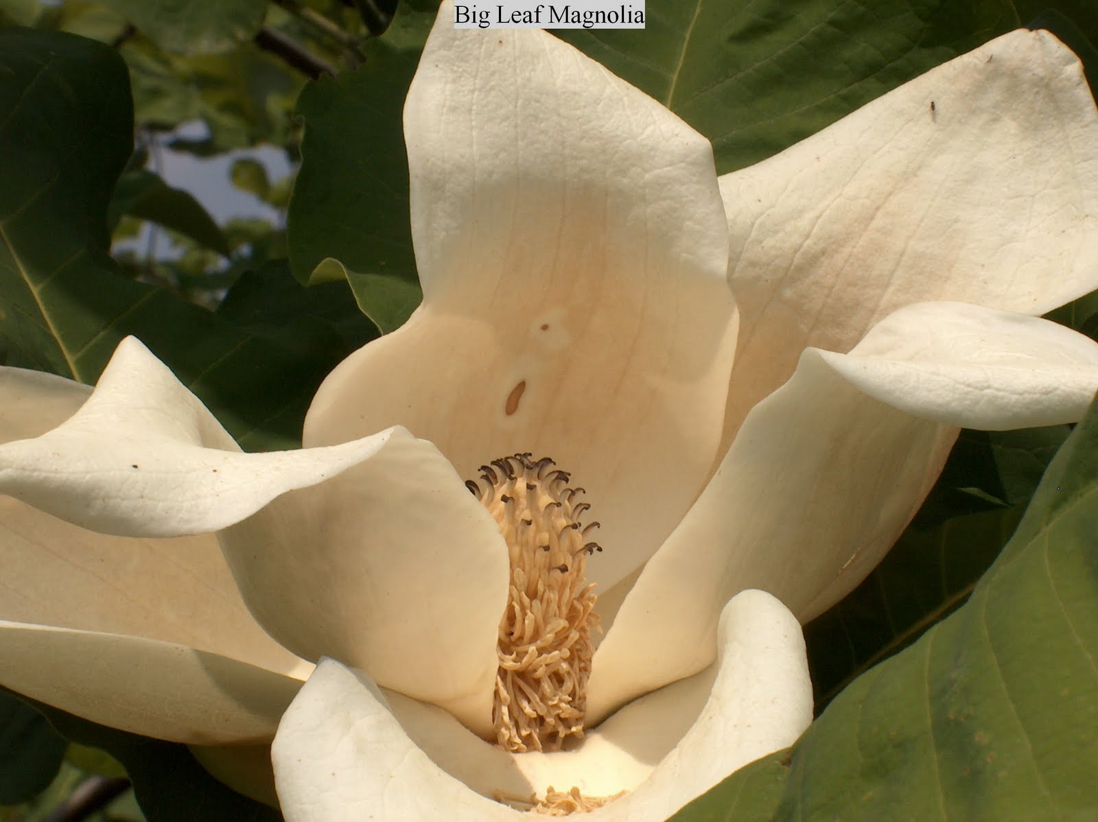 Landscape Plants by Cliff: BIG LEAF MAGNOLIA