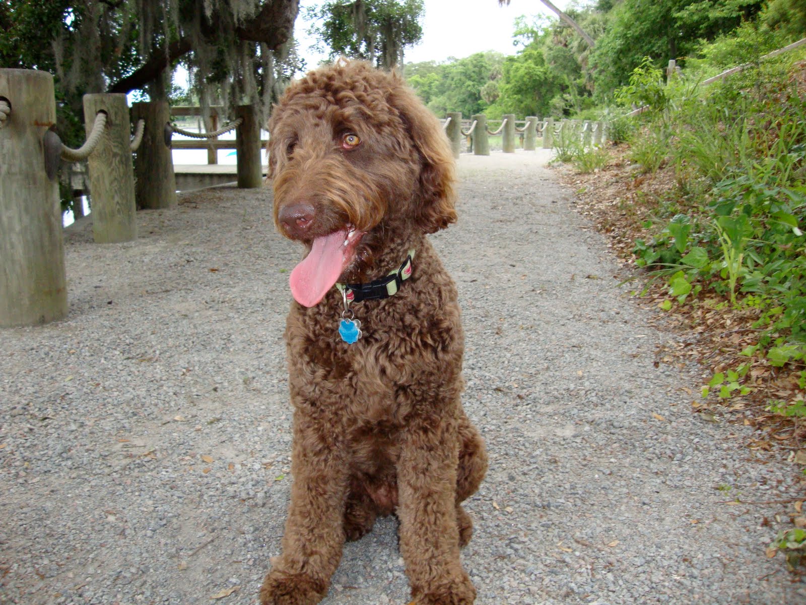 Camilla the Labradoodle: Summer Haircut Pics