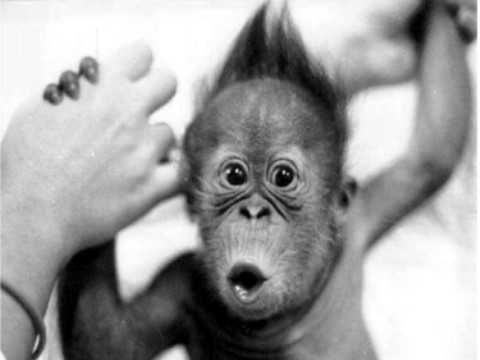 o que você não quer saber (y): Micos