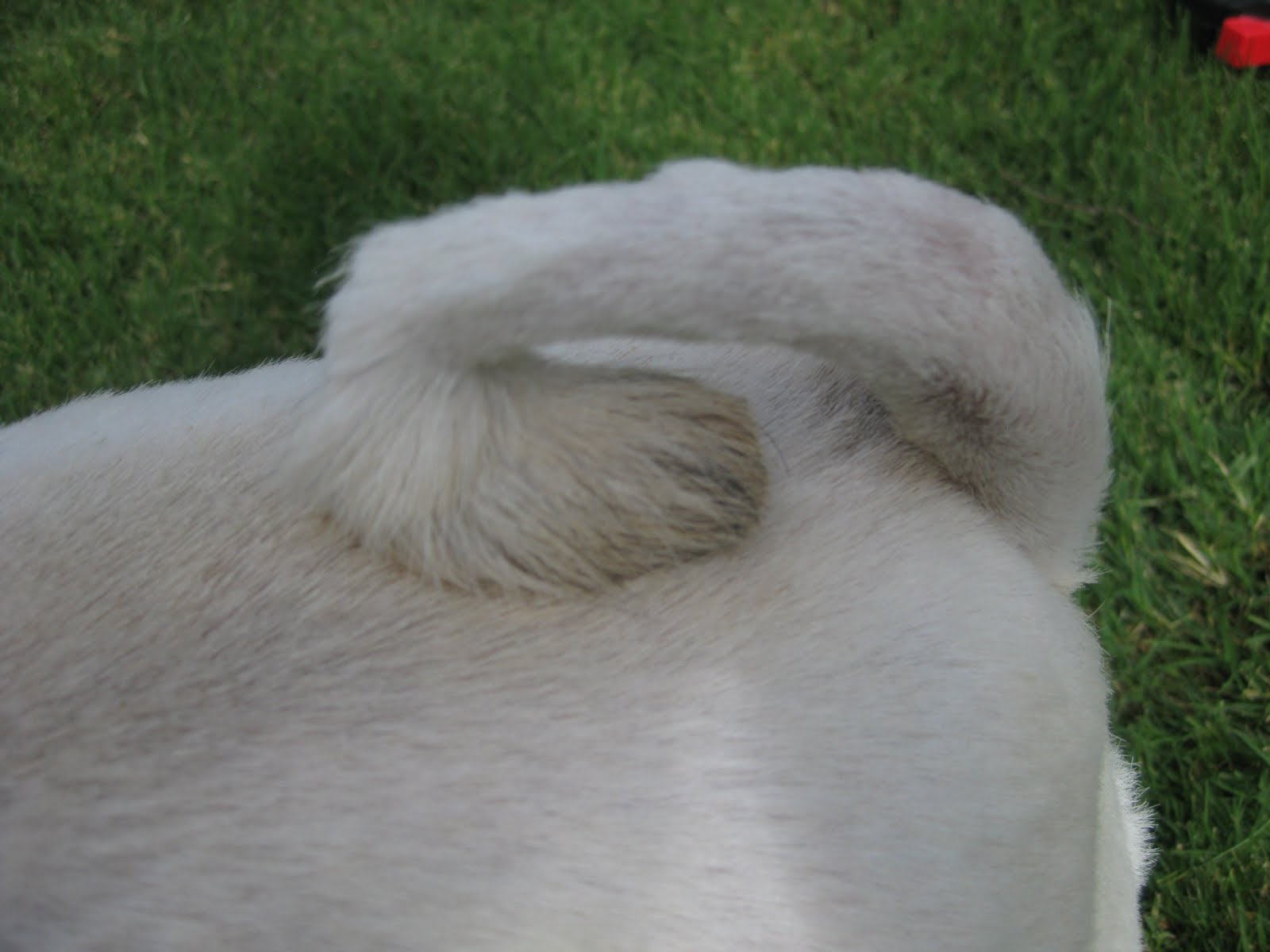 JAMIEBUG CF CEPACIA LUNG TRANSPLANT: Shaved the PUG