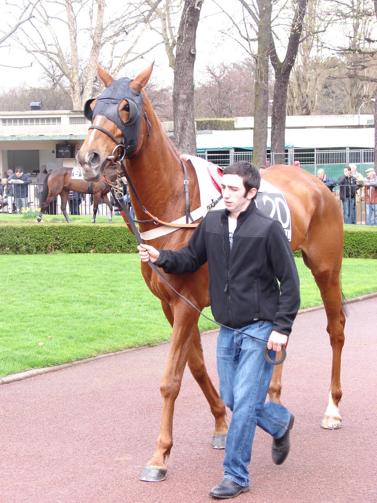 Les chevaux de courses