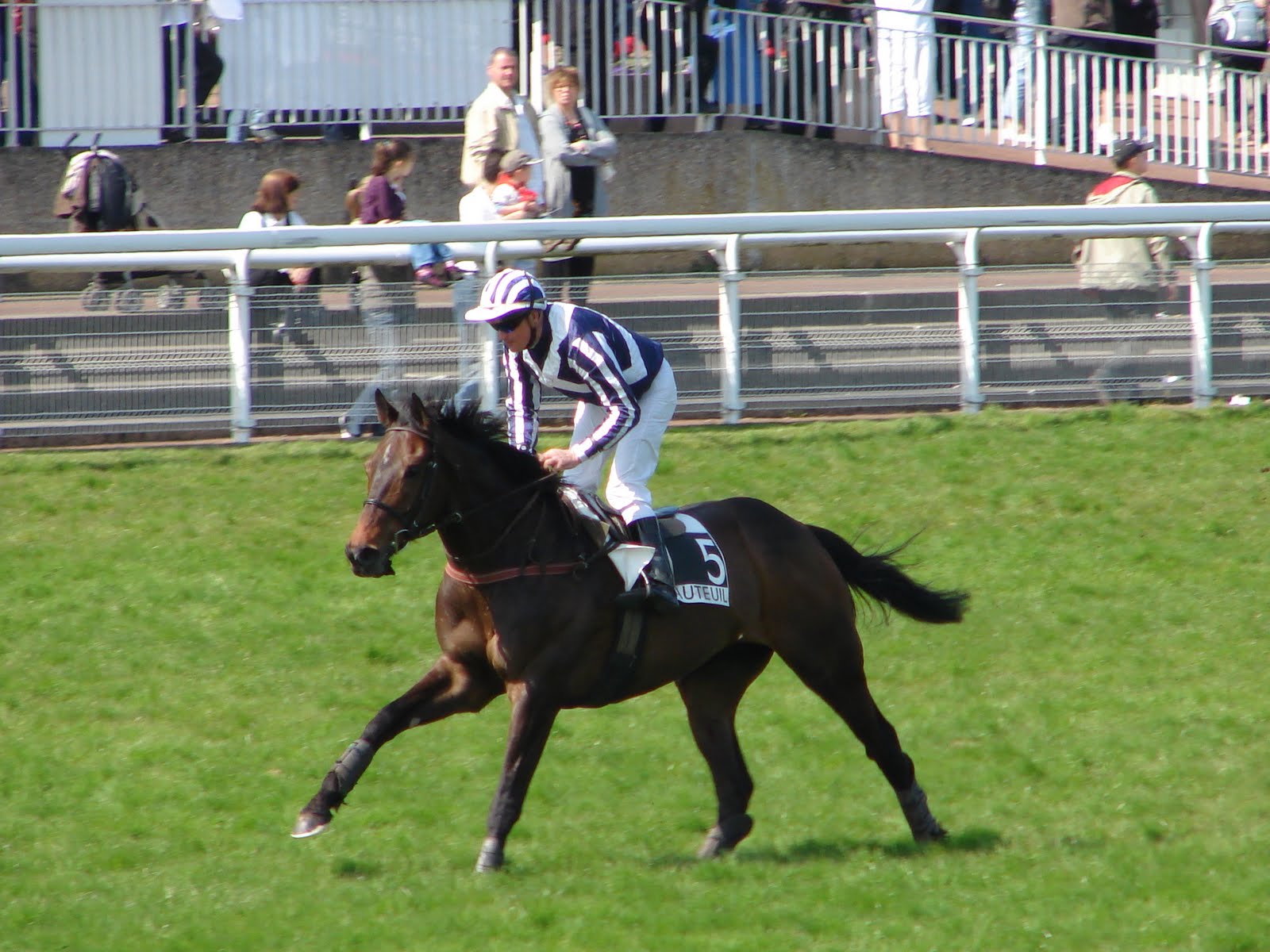 Les chevaux de courses