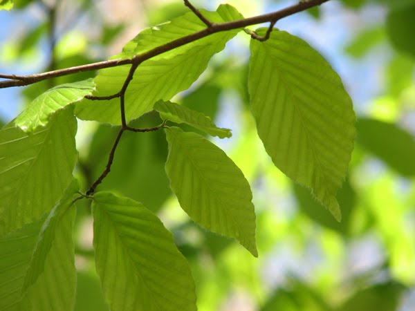 Reflections From the Fence: 2009-10 Winter Tana Tour, Blakeley State ...