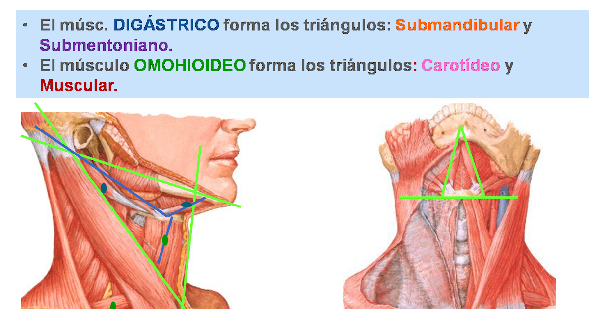 novadens.- Servicios Odontológicos.: Triángulo Anterior: T ...
