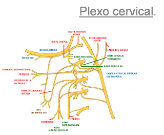 novadens.- Servicios Odontológicos.: Plexo Cervical.