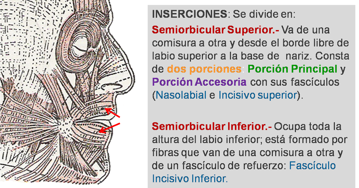 novadens.- Servicios Odontológicos.: Músculos de los Labios: PLANO ...