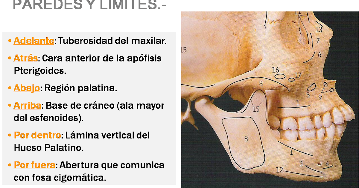 novadens.- Servicios Odontológicos.: Fosa Pterigoidea.