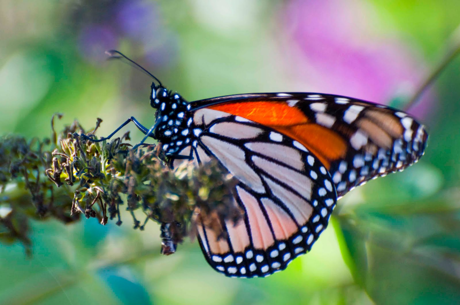 Jim McConnell Photography: Kaleidoscope Butterfly Bokeh