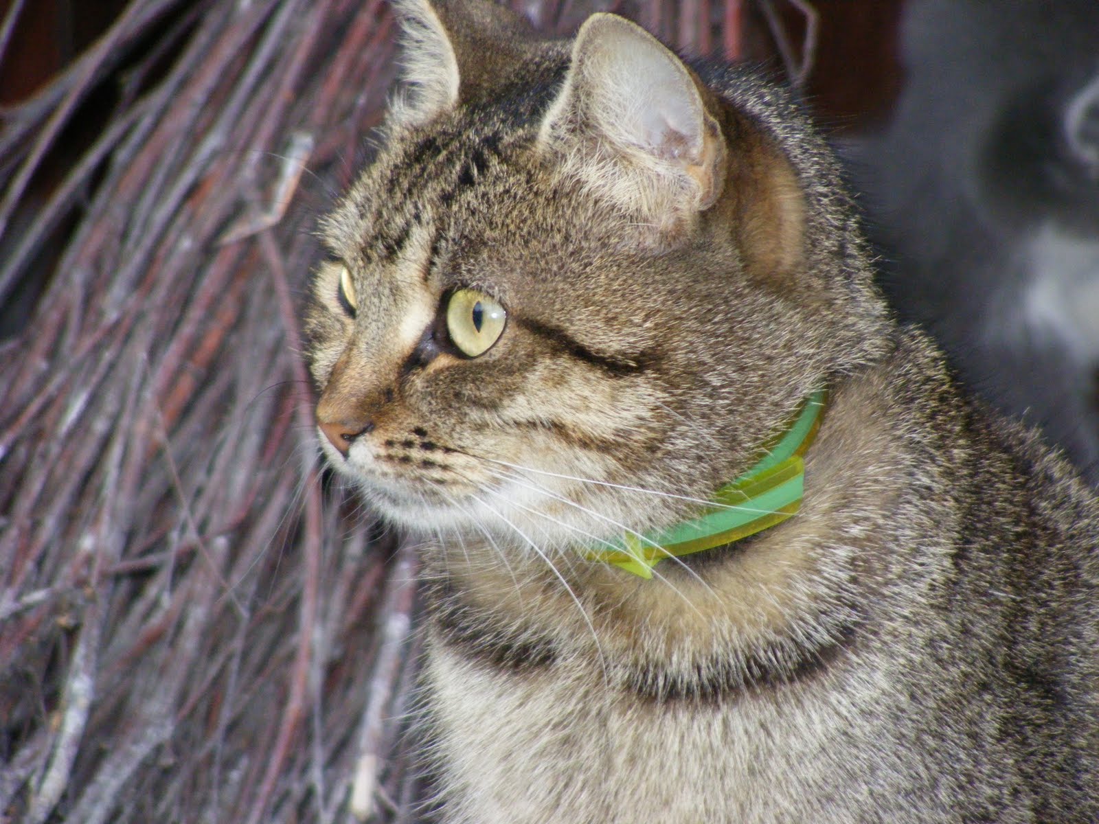 ANU: ADOPTATA-Pisicuta tarcata gen Whiskas din Brasov