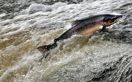 Diario de un pasajero: Una vida de salmón