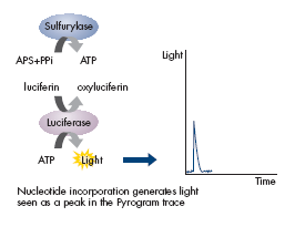 Food Microbiological: Principle of Pyrosequencing Technology