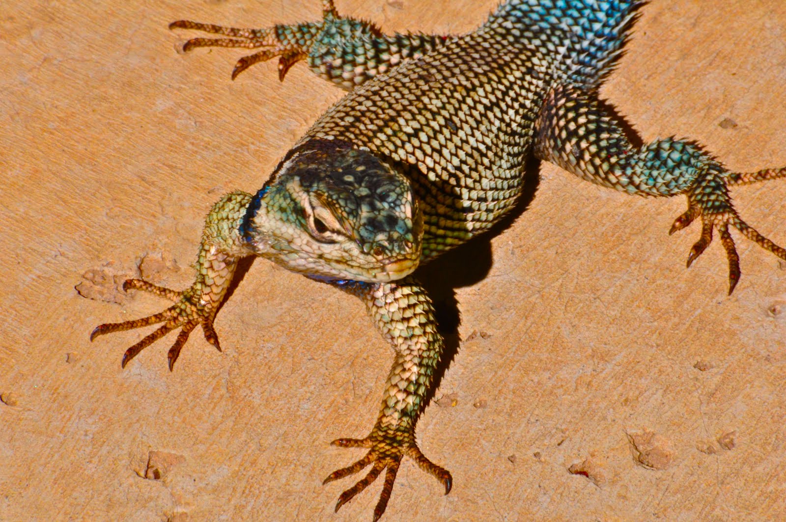 Scottsdale Daily Photo: Photo: Multi-Colored Lizard