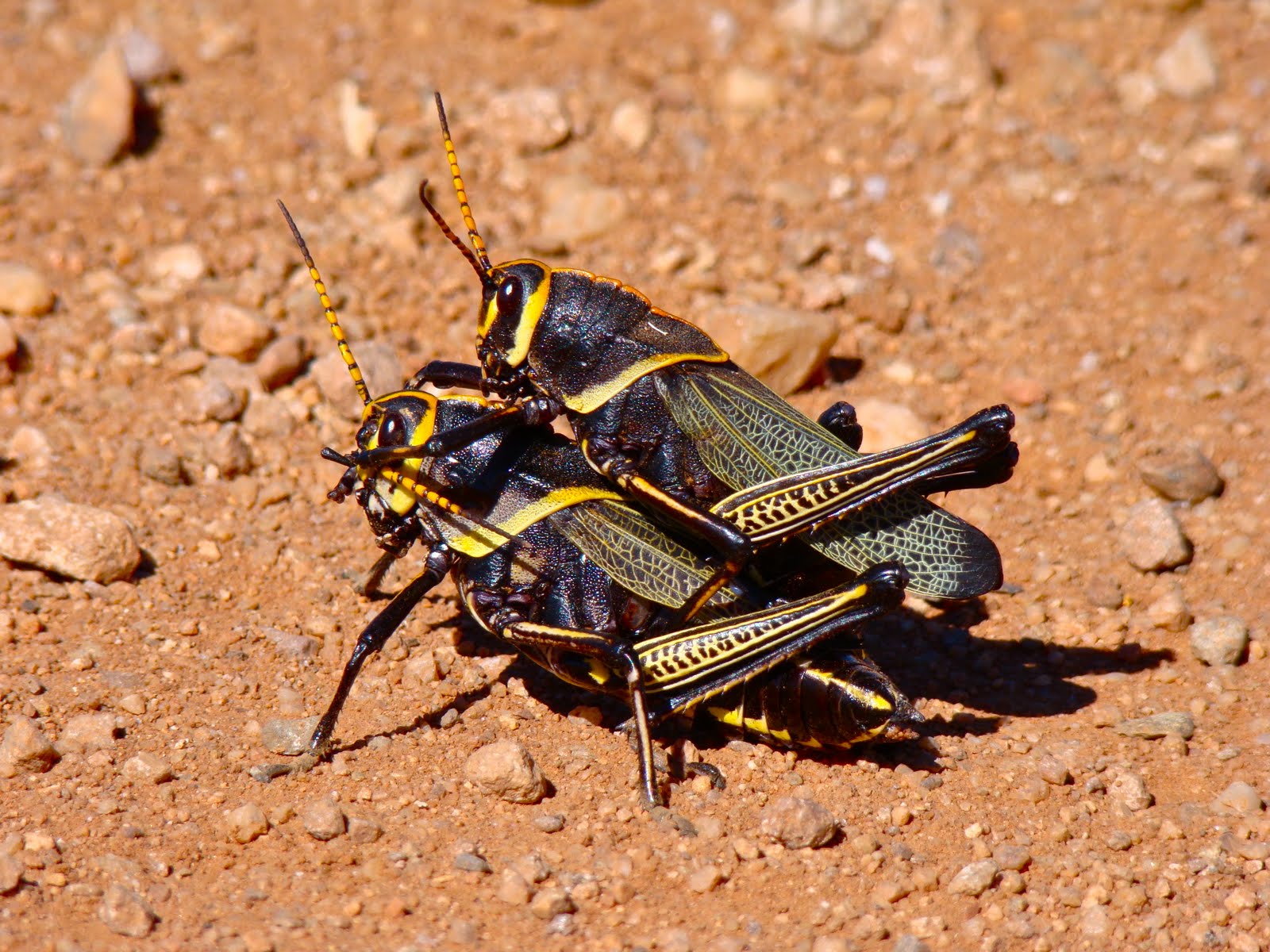 Scottsdale Daily Photo: Photo: Colorful Grasshoppers on the Border