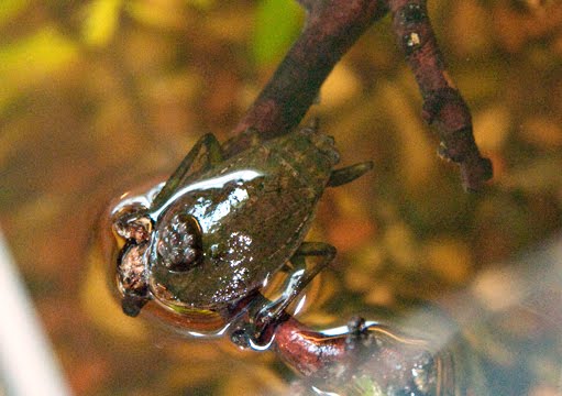 Pacific Science Center Life Sciences: Water Bugs in Love