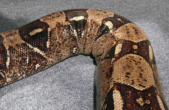 Pacific Science Center Life Sciences: Snakes on a … diet