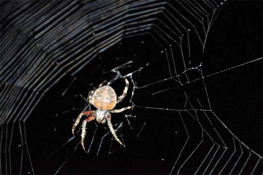 Pacific Science Center Life Sciences: Orb Weavers