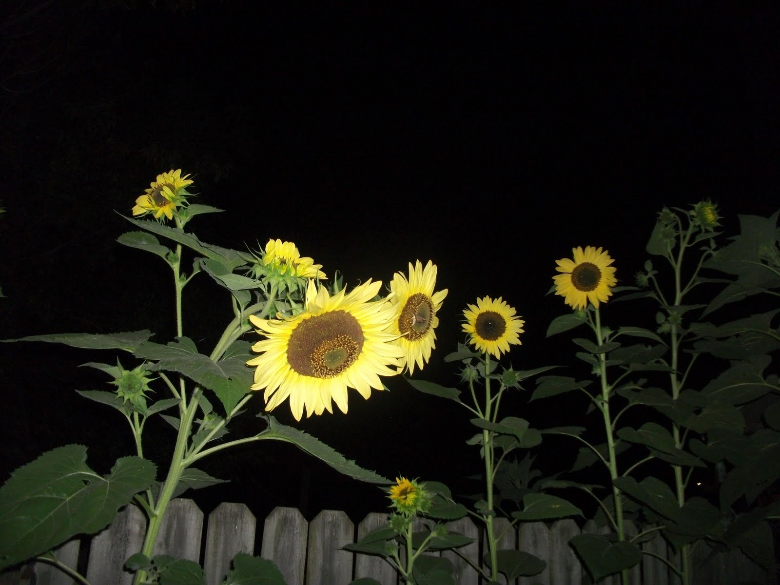 ___prh...a day in the life....Blogging since July 2007: Moonwalkin ...