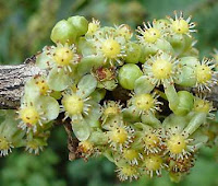 Saúde pelas Plantas: Frutas Exóticas - Imbé