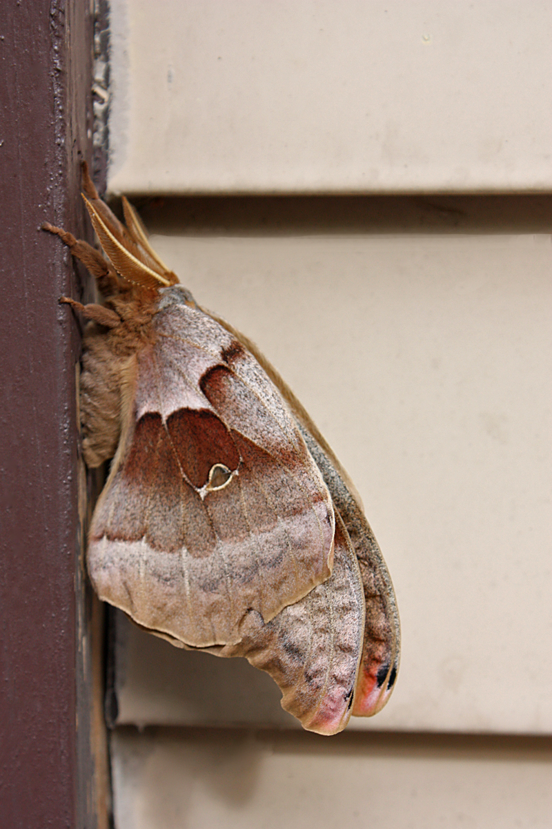 MooMama: A Huge Moth