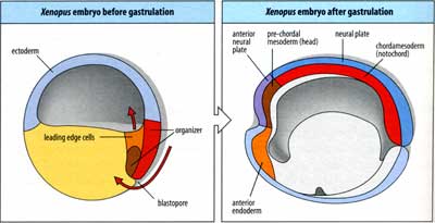 SCIENCE AND TECHNOLOGY: Embryology of frog
