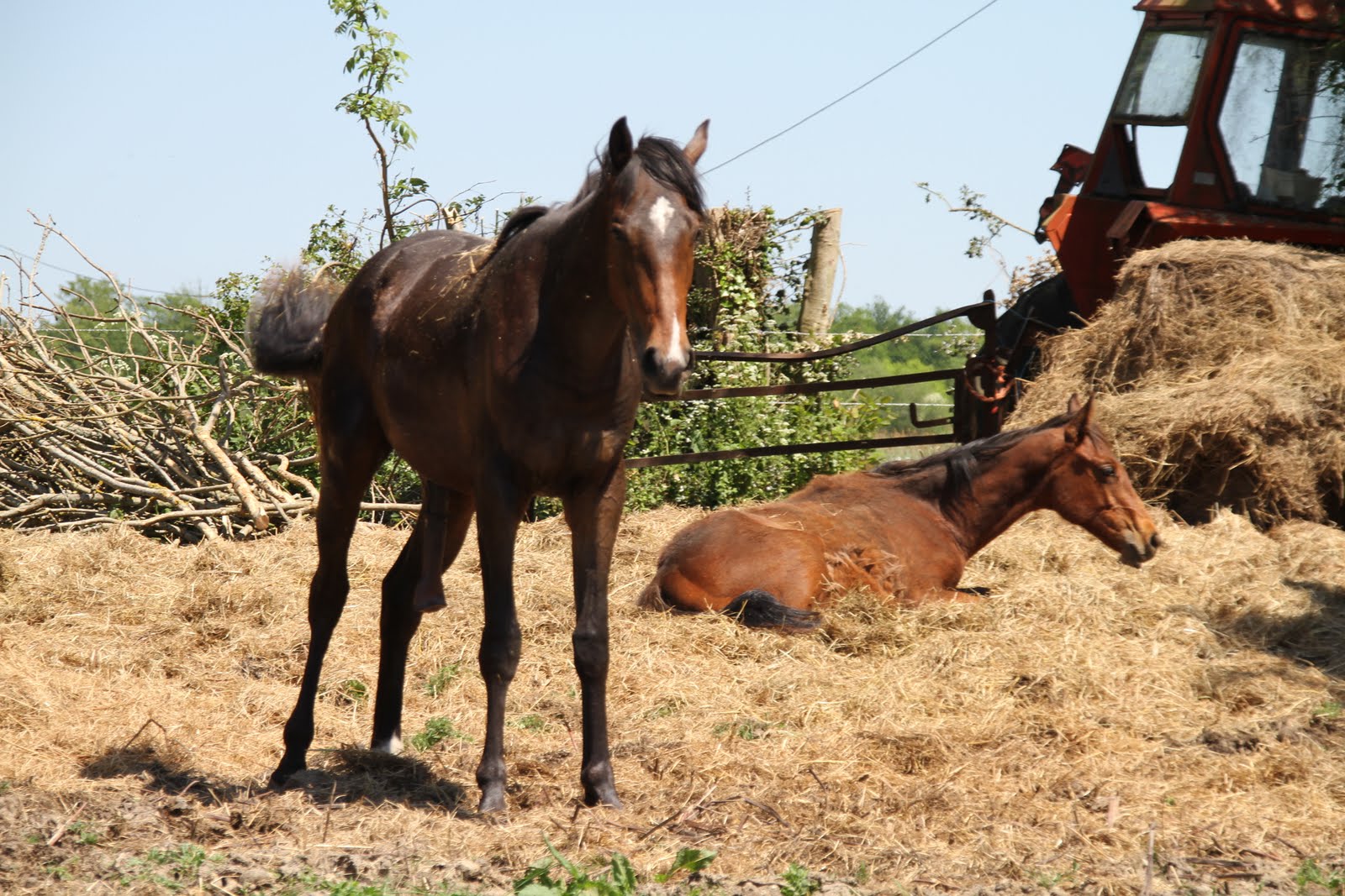 Christian Marechal Shiatsu