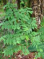 Philippine Native Forest Trees: MEET MY HIMBABAO.