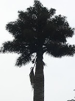 Philippine Native Forest Trees: BURI OR BULI. The largest palm tree in ...