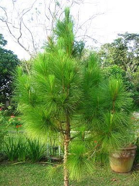 Philippine Native Forest Trees: July 2009
