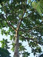 Philippine Native Forest Trees: ANTIPOLO the tree and not the capital ...