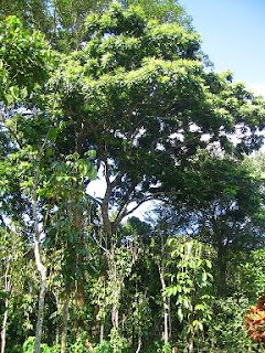 Philippine Native Forest Trees: AMUGIS SEEDLINGS FOR SALE.