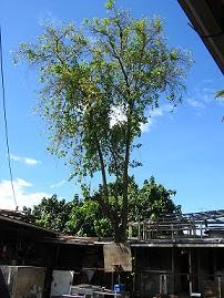 Philippine Native Forest Trees: I found this Anonang tree inside a ...