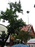 Philippine Native Forest Trees: Some Philippine trees indigenous to ...